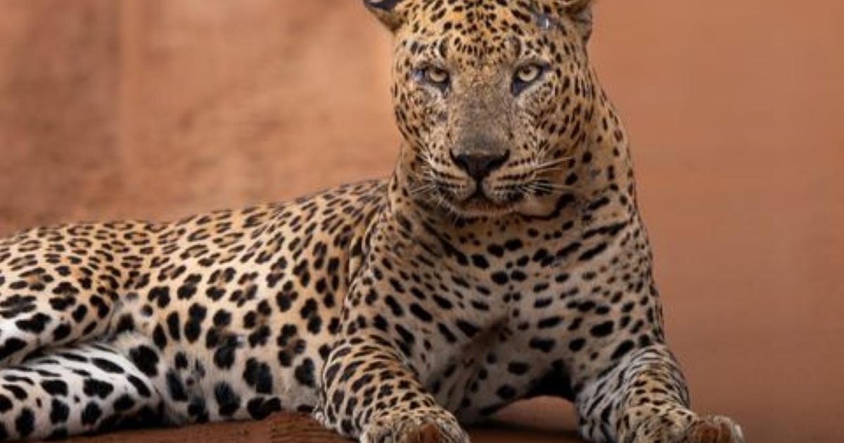 Wilpattu National park - All Inclusive Safari Day Tour | GetYourGuide