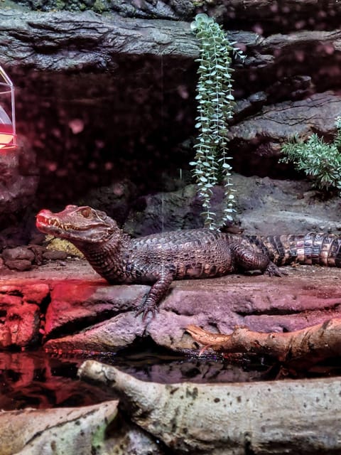 Reptiland Bucharest Entry Ticket | GetYourGuide