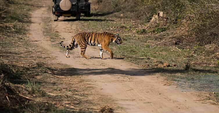 Ranthambore: National Park Safari (Bengal Tiger) Spotting | GetYourGuide