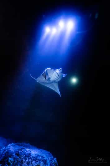 Big Island: Manta Ray Snorkel Boat Tour | GetYourGuide