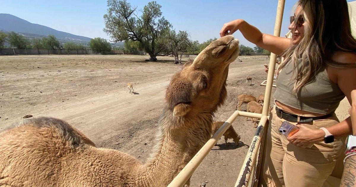 Amazing Safari at Teotihuacán | GetYourGuide