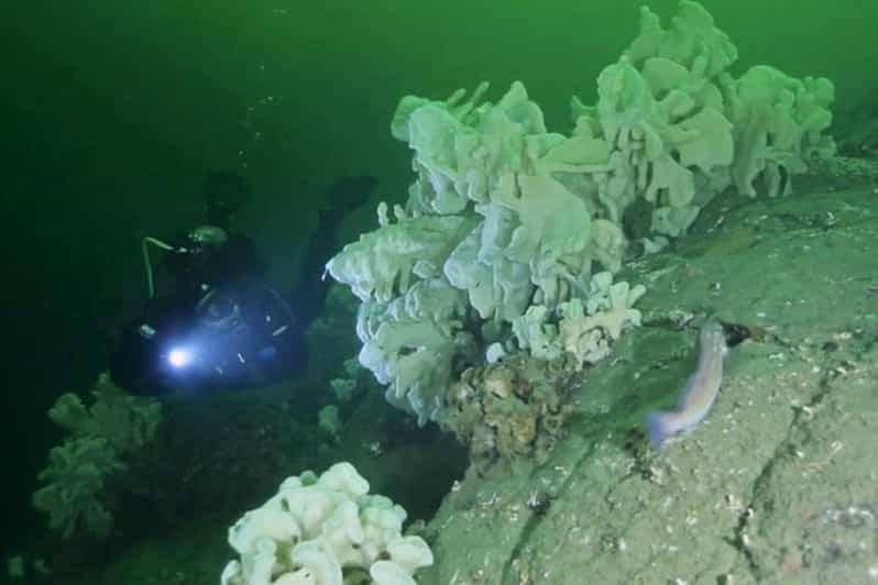 Vancouver: Scuba Dive Boat Charter | GetYourGuide