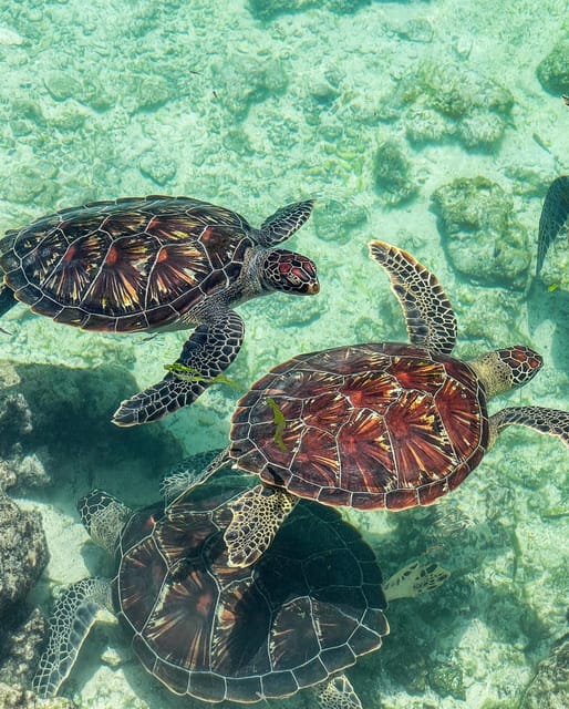 Swimming with turtle & Sunset dhow cruise | GetYourGuide