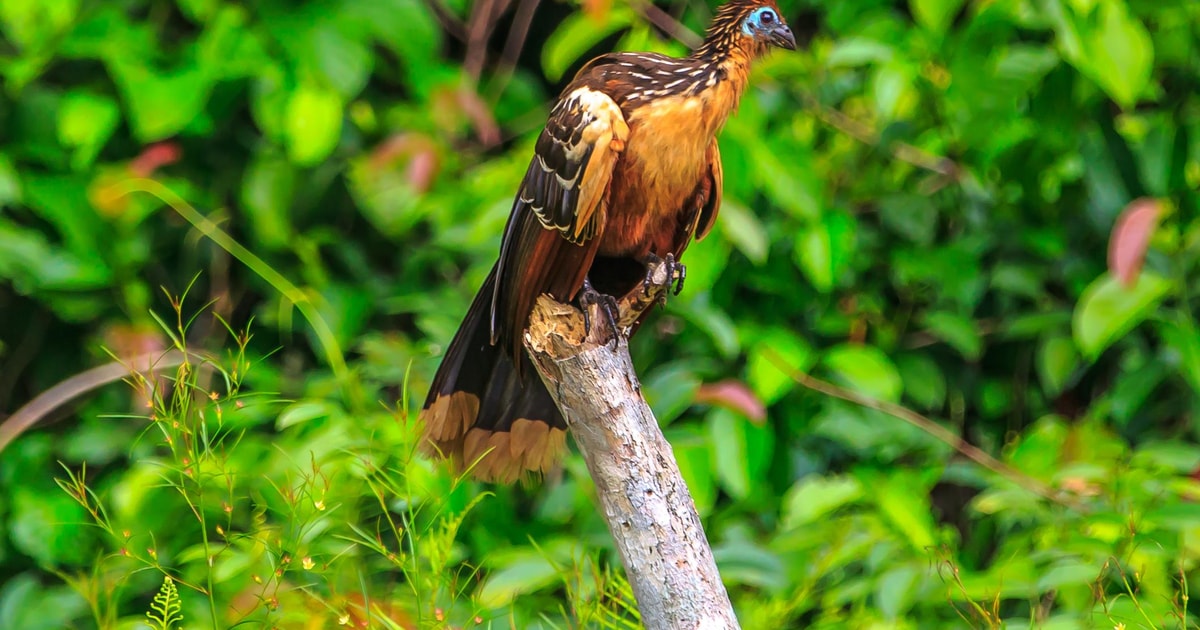 Neotropical Forest 2 Days | GetYourGuide