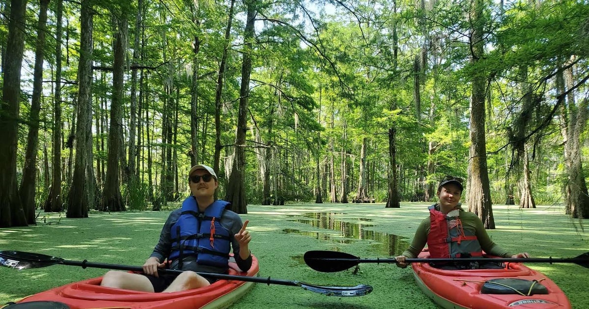 Atchafalaya Basin: 2,5 timmar Guidad kajak tur | GetYourGuide