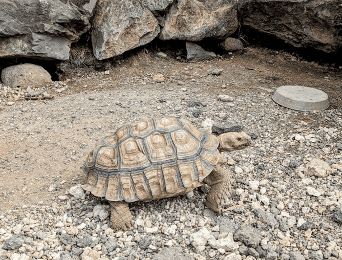 North Shore's best day! River, Turtles, Farm with Lunch | GetYourGuide