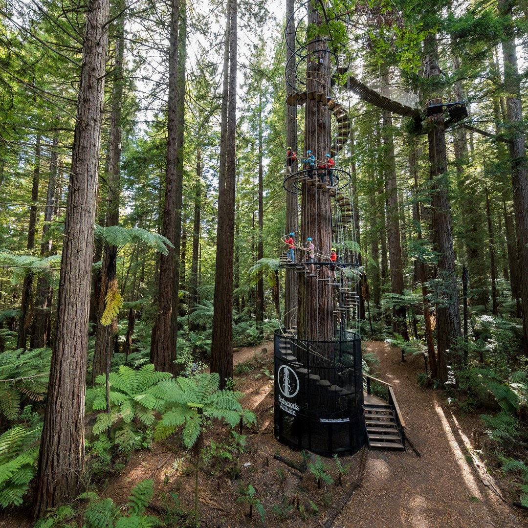 Rotorua: Redwoods Altitude, Nighttime Fast Pass, & Treewalk | GetYourGuide