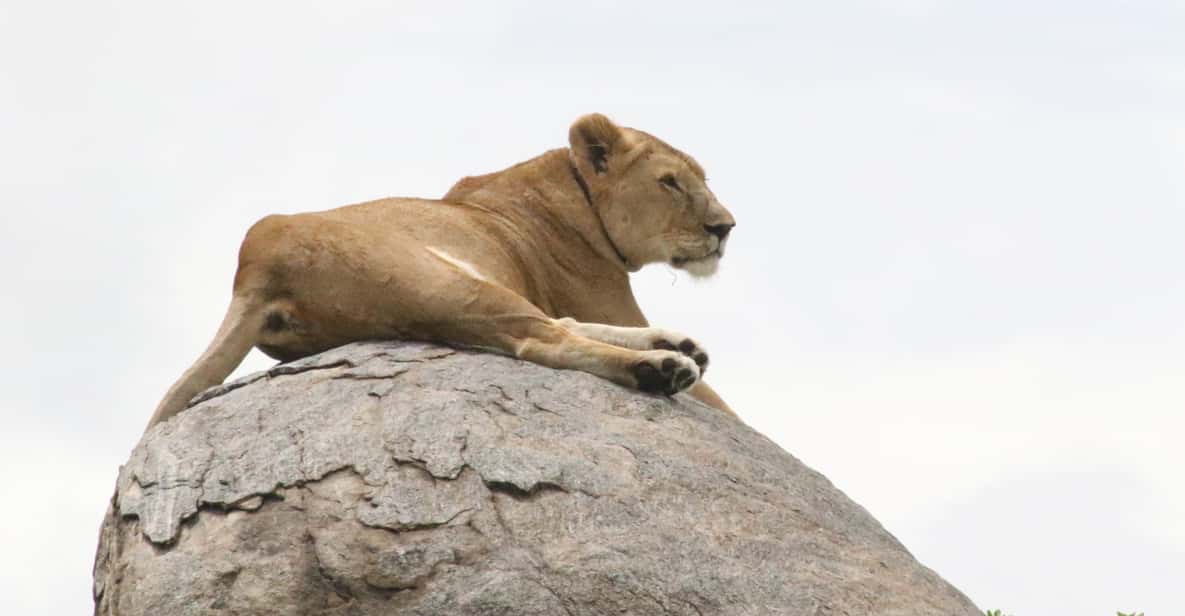 3 dages Tanzania-safari, de bedste dyreparker - camping | GetYourGuide