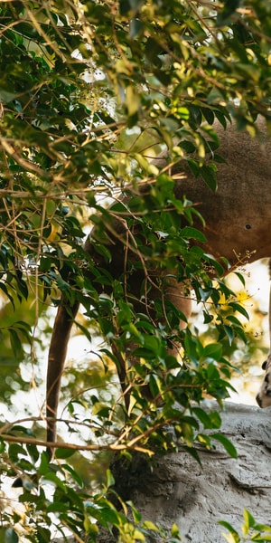 Atlanta: Zoo Atlanta General Admission Ticket | GetYourGuide