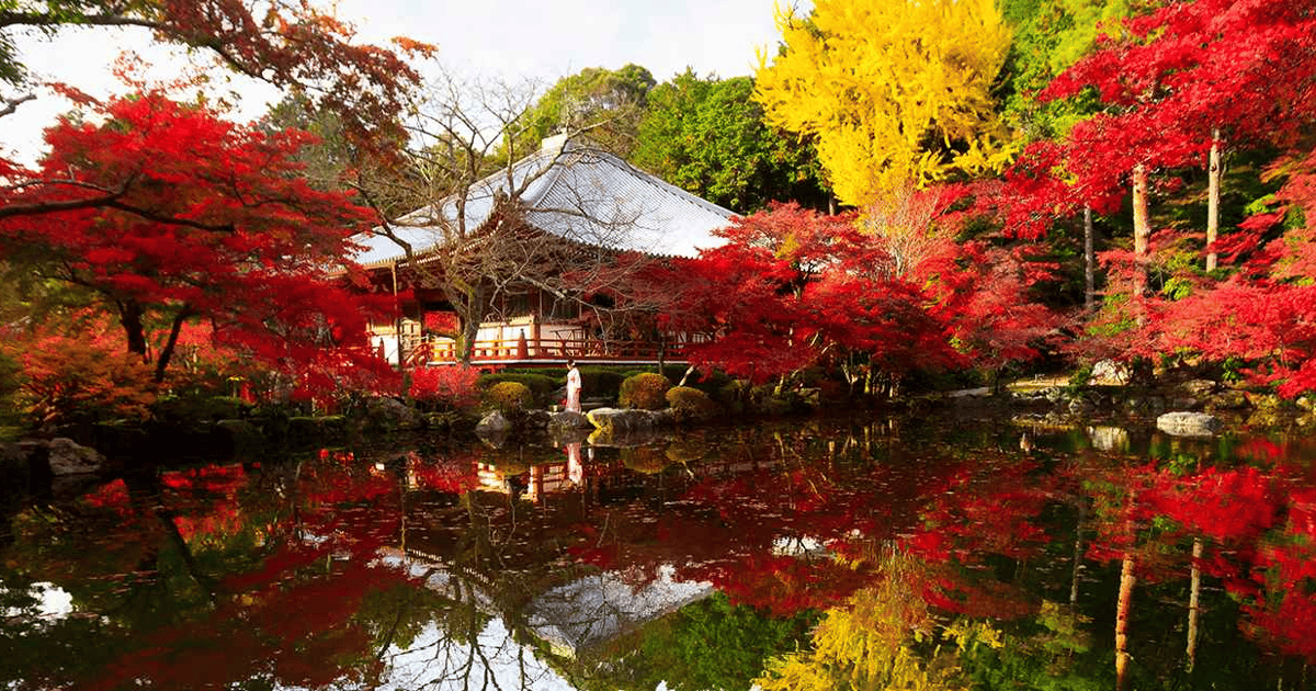 From Osaka: Private Customized Day Tour to Kyoto | GetYourGuide