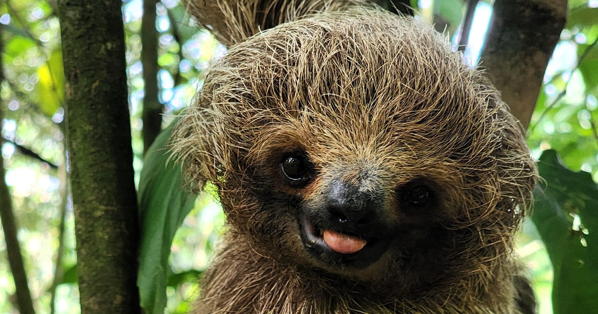 Playa del Coco: Sloth Discovery & Rio Celeste Tour | GetYourGuide