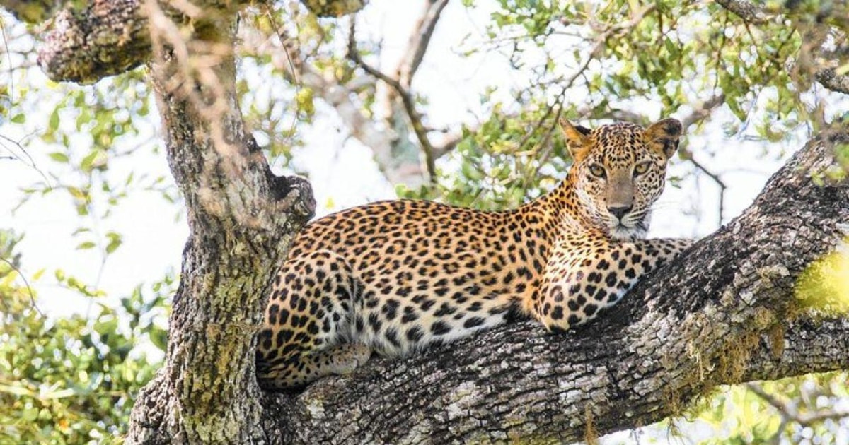 Wilpattu National Park Day Safari | GetYourGuide