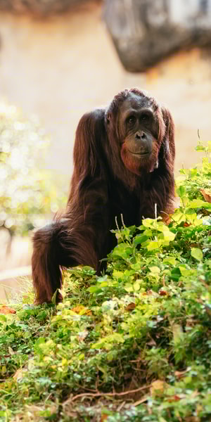 Atlanta: Zoo Atlanta General Admission Ticket | GetYourGuide