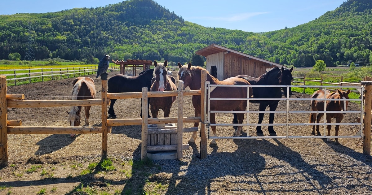 A Montagnarde: vezetett lovaglás a hegyi ösvényeken. | GetYourGuide