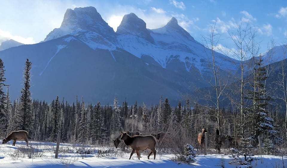 Calgary: Glaciers, Mountains, Lakes, Canmore & Banff | GetYourGuide