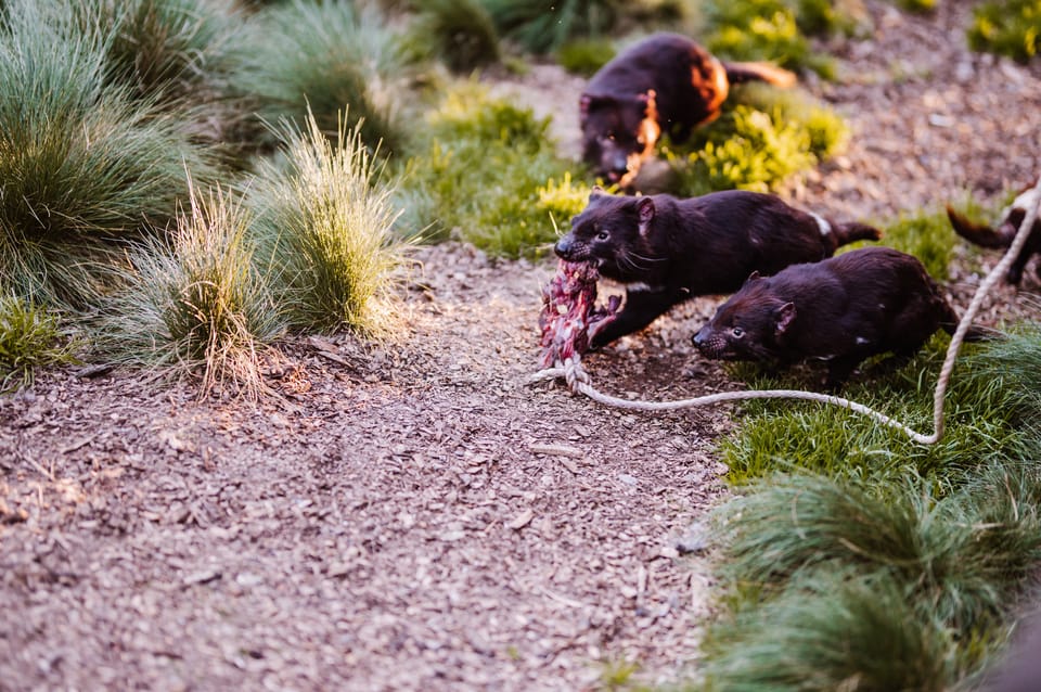 Cradle Mountain: After Dark Tasmanian Devil Feeding Tour | GetYourGuide