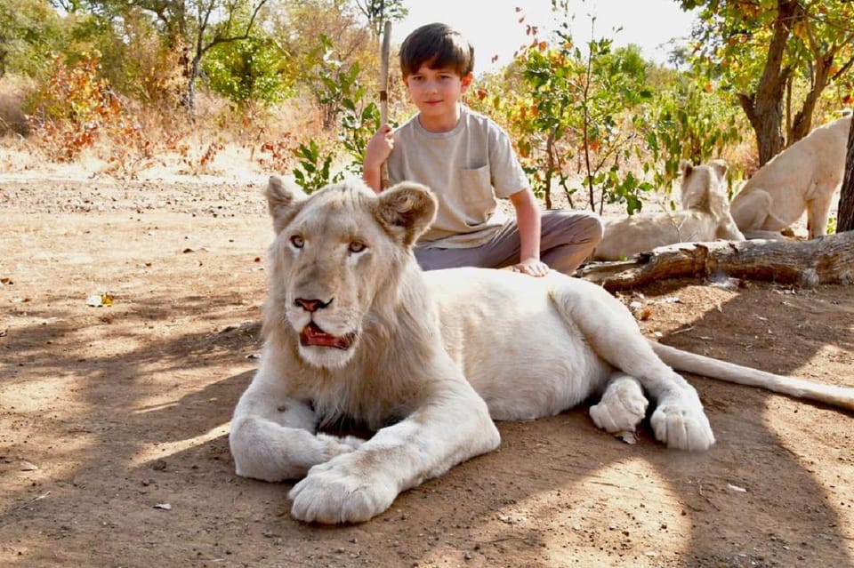 Victoriafallen: Möte med elefanter, lejon och geparder | GetYourGuide