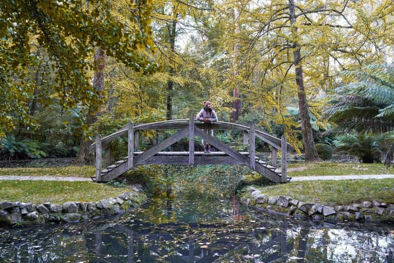 From Melbourne: Dandenong Ranges Private Day Tour | GetYourGuide