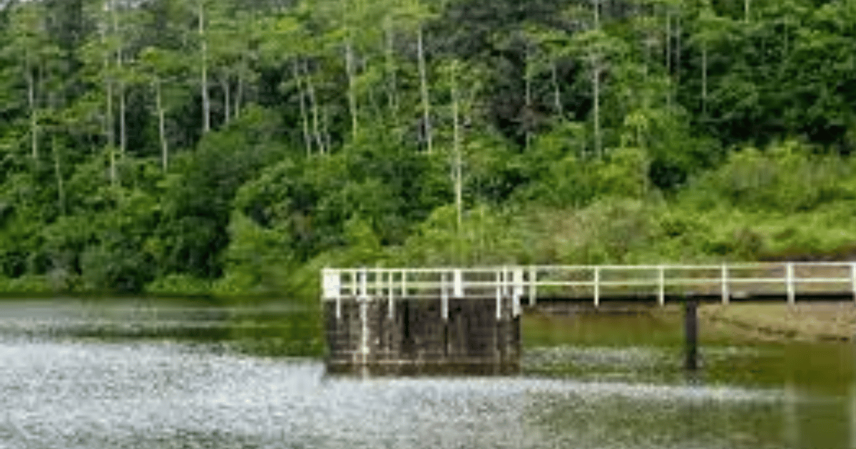 Exploration of Hiyare Forest through a Nature-Guided Trek | GetYourGuide