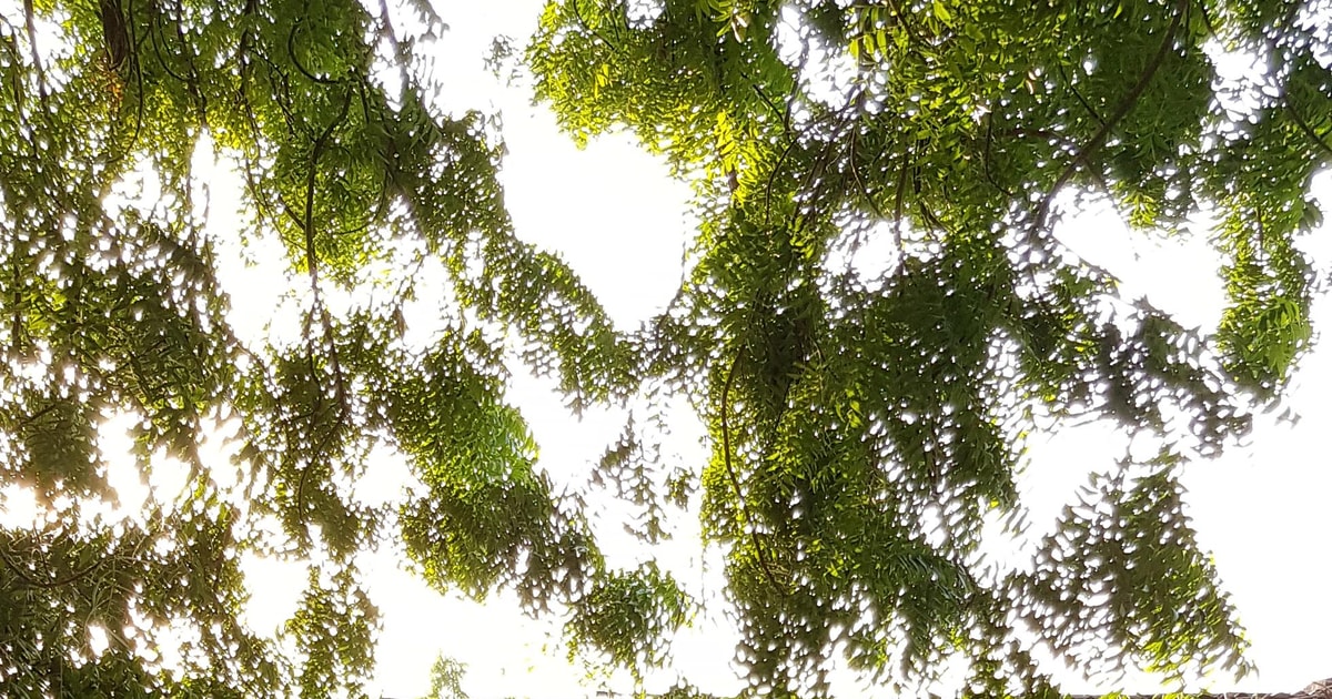 Jawai Leopard Gypsy Safari | GetYourGuide