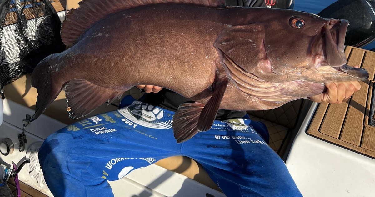 Viagens de Pesca e Passeios de Barco | GetYourGuide