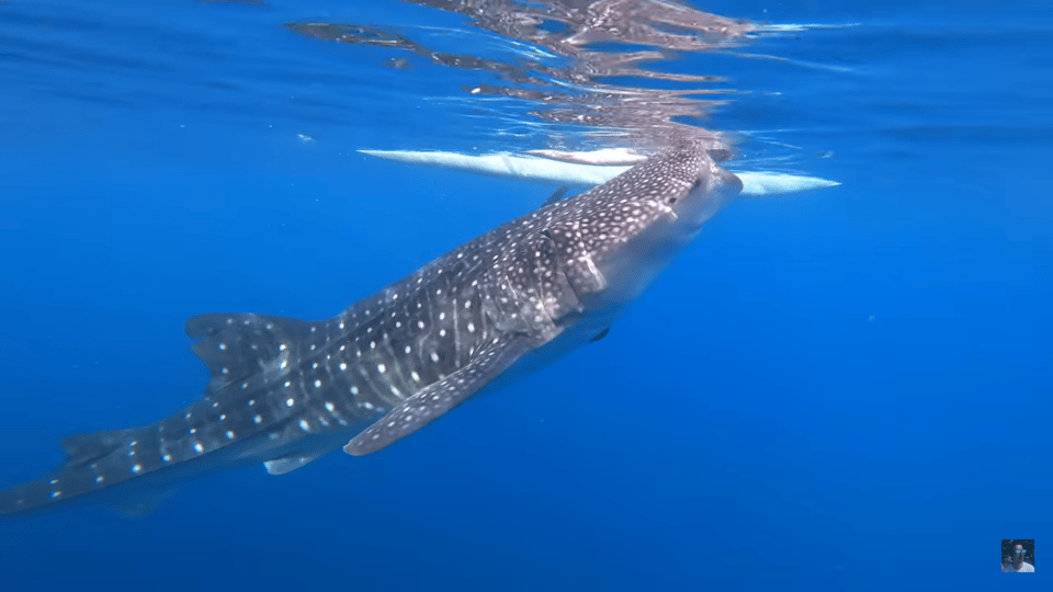 Cebu:Whale Shark Encounter &Moalboal Sardines &Turtle Thrill | GetYourGuide