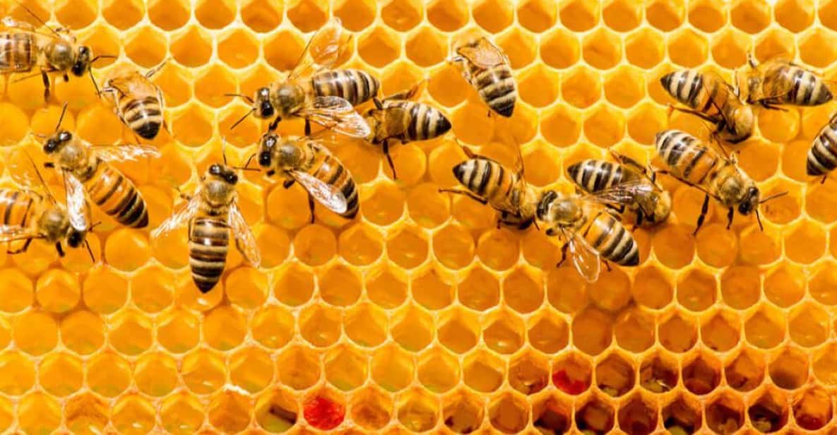 Mérida: Excursión por el Mundo de las Abejas Meliponas | GetYourGuide