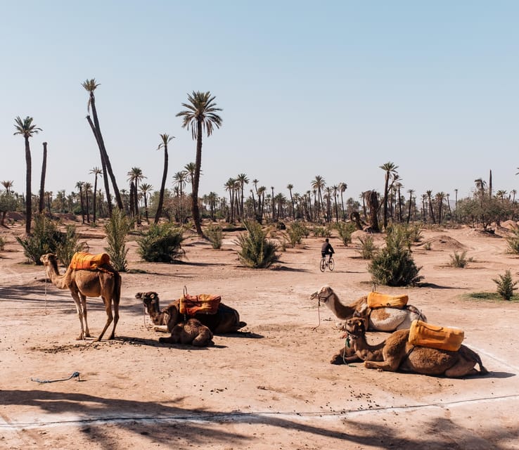 Camel ride tour in Palmerie of Marrakech | GetYourGuide