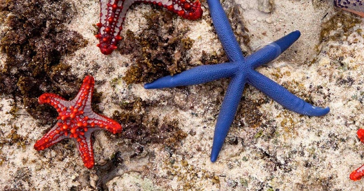 Excursión a las Estrellas de Mar, Laguna Azul, La Roca, Playa de Paje ...