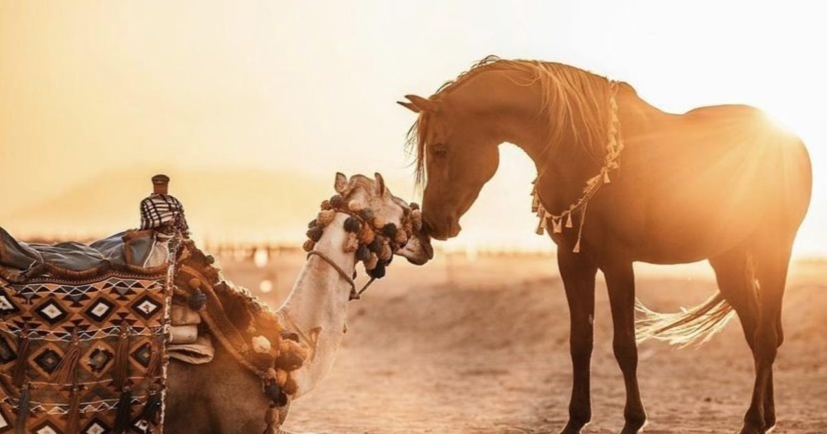 Şarm Arap Macerası At Gezisi & Deve Gezisi ve Kahvaltı | GetYourGuide