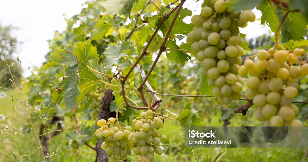 Georgia: Traditional Grape Harvest (Rtveli) in Kakheti | GetYourGuide