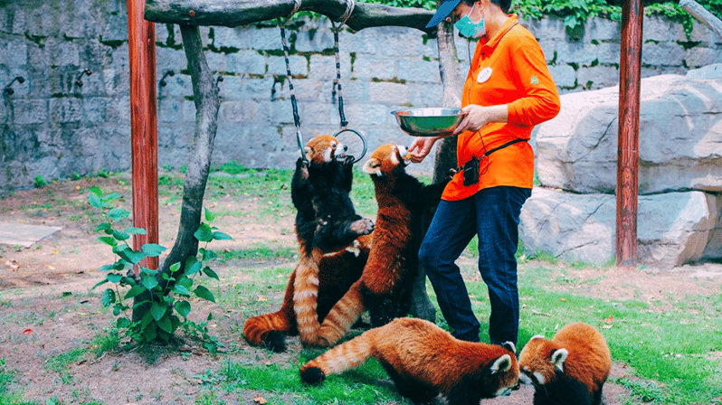 Shanghai: Wild Animal Park Ticket | GetYourGuide