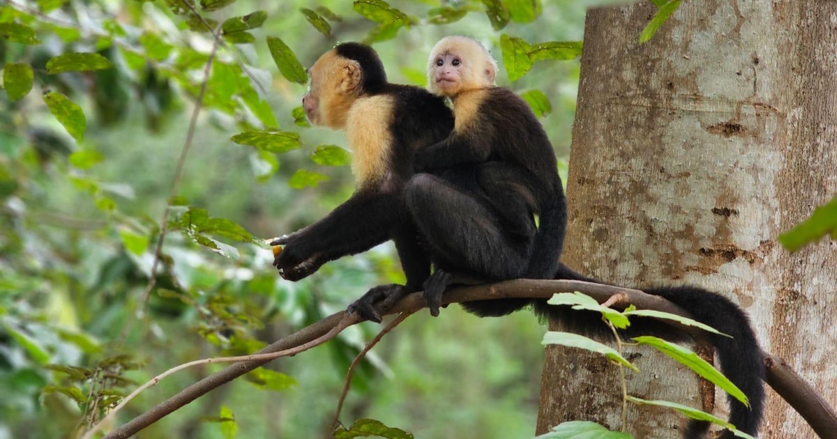 Playa Hermosa: Monkey, Sloth & Beach Adventure | GetYourGuide