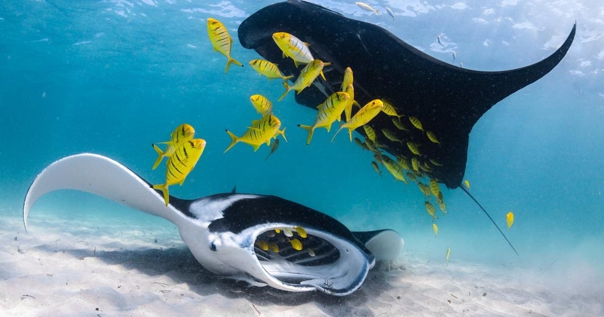 Coral Bay: Half Day Ningaloo Reef Adventure with Manta Rays | GetYourGuide