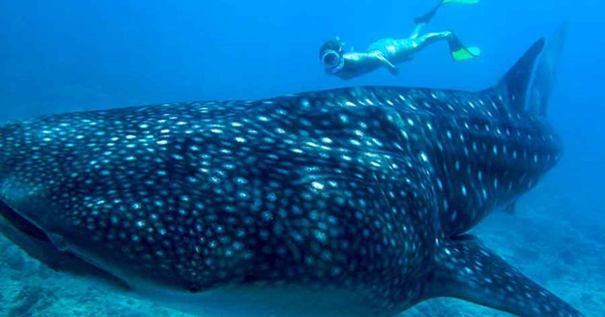 Cancún: Simma med valhajar | GetYourGuide