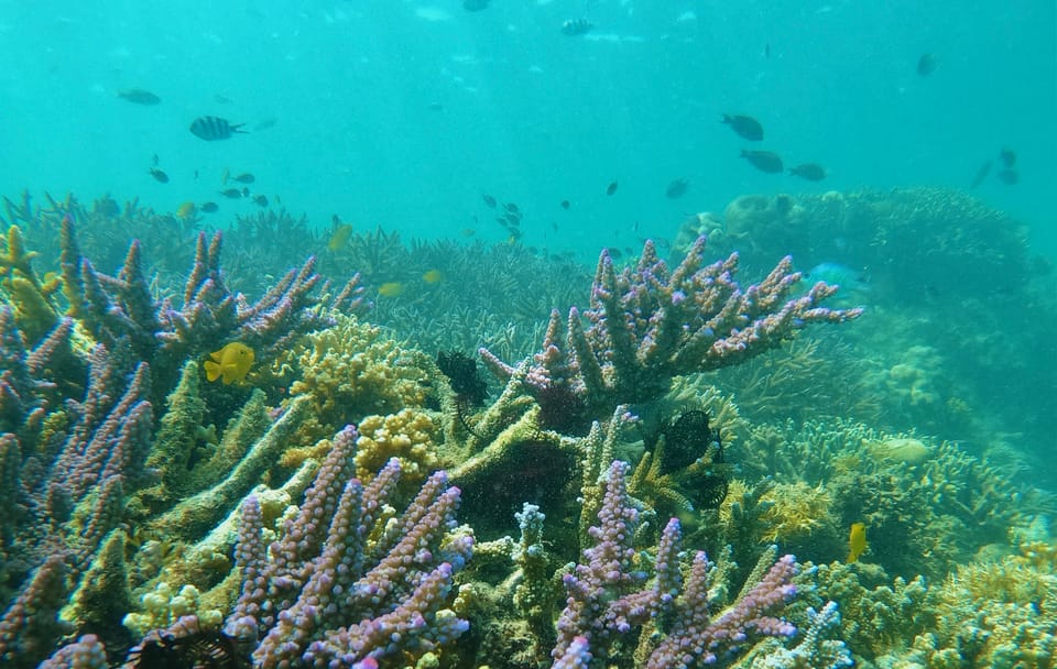 Lombok: Gili Islands Private Snorkeling Boat Trip | GetYourGuide