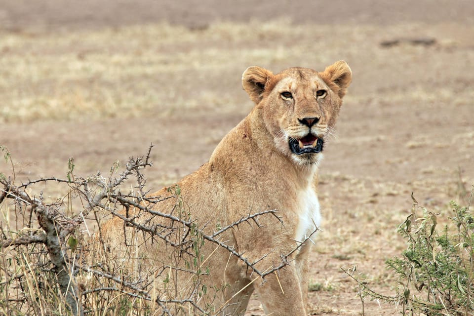 3-Day Fly in & Out Zanzibar to Serengeti Premium Safari | GetYourGuide