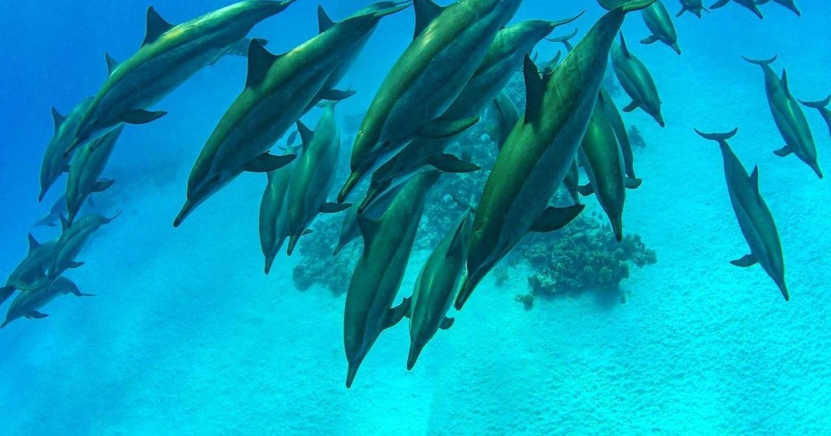 Salaam Cave Tour, Monkey Tour, Kuza Cave, Lunch at The Rock | GetYourGuide