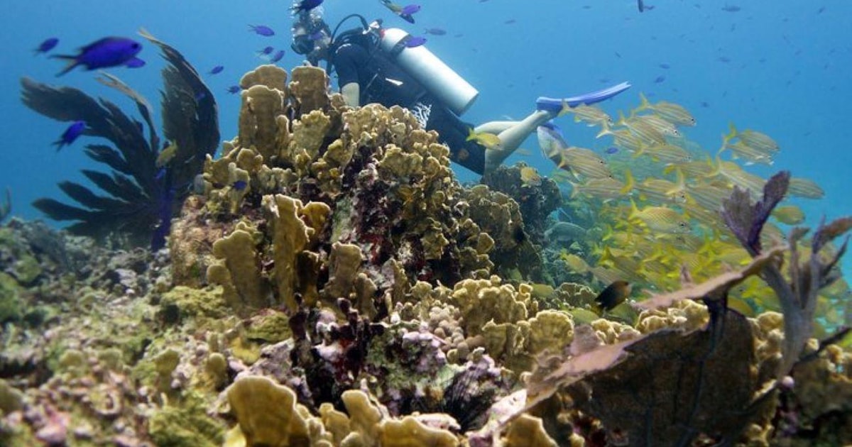 Isla Mujeres: 2-Tank Dive for Certified Divers | GetYourGuide