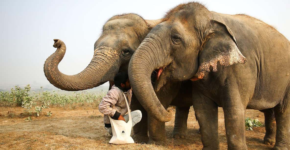 Z Dillí Taj Mahal Sunrise Tour w/ Elephant conservation | GetYourGuide