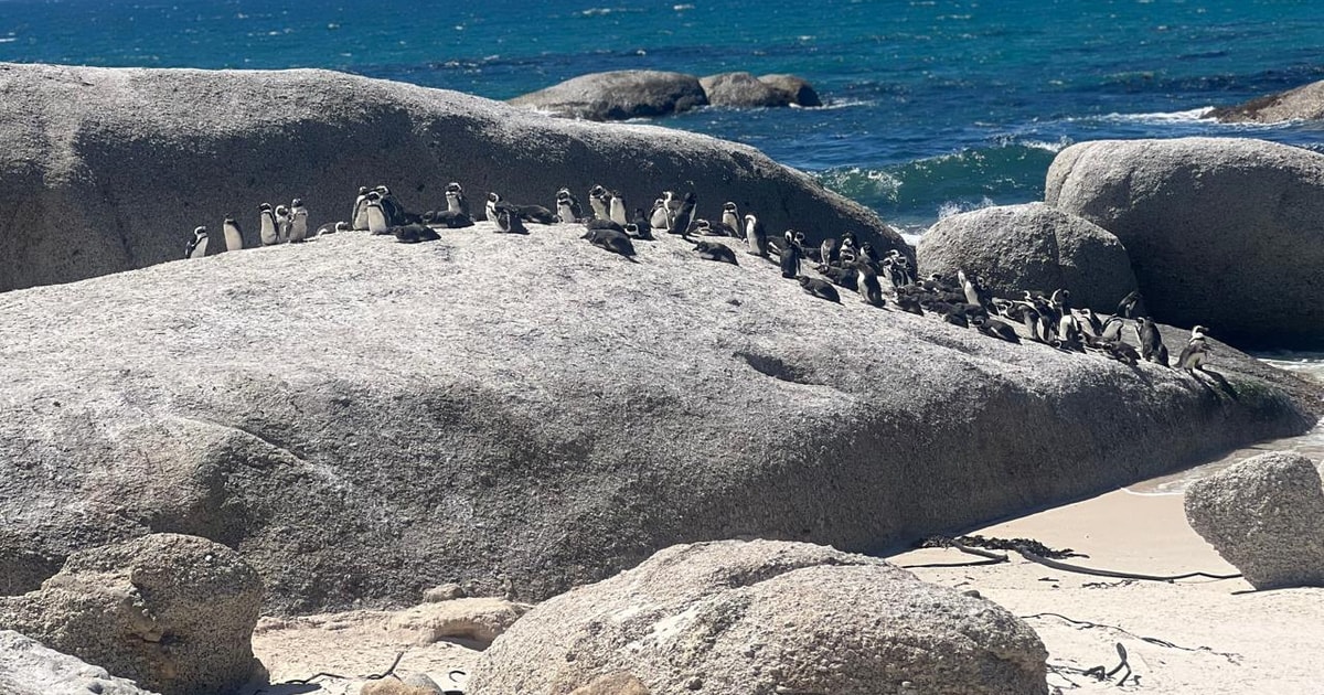 3-dagers privat guidet tur til Cape Towns største attraksjoner ...