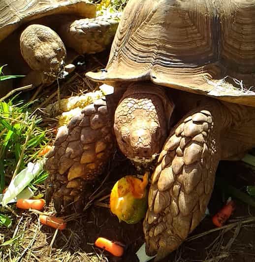 North Shore's best day! River, Turtles, Farm with Lunch | GetYourGuide