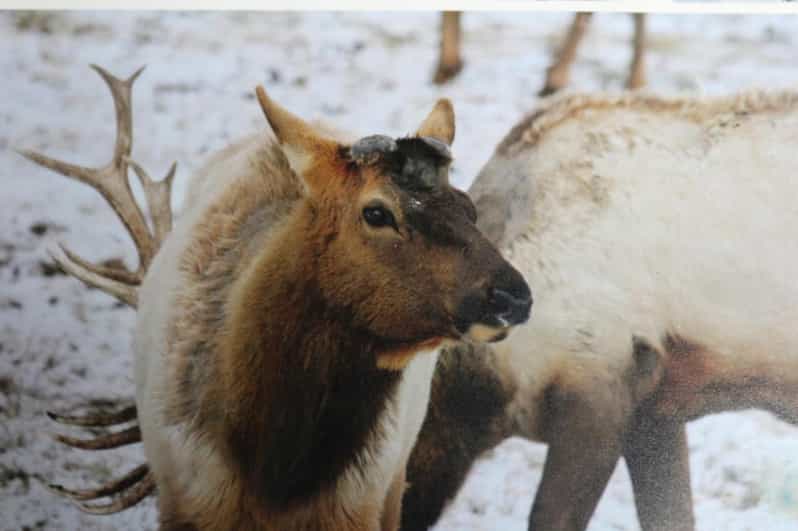 Jackson Hole: National Elk Refuge Sleigh Ride | GetYourGuide