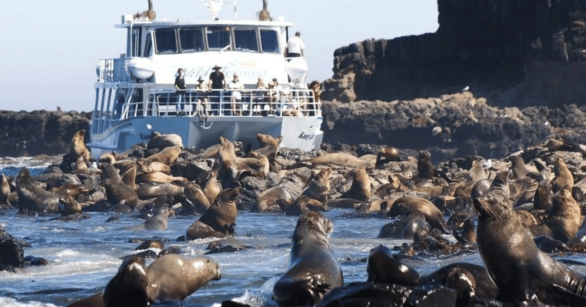Melbourne: Phillip Island Tour w/ Hop-on Bus or Seal Cruise | GetYourGuide