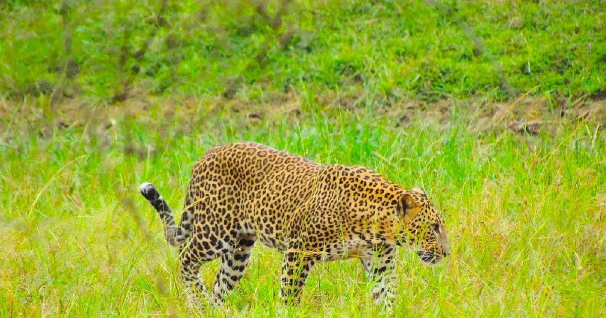 Wycieczki safari Yala Shenu | GetYourGuide