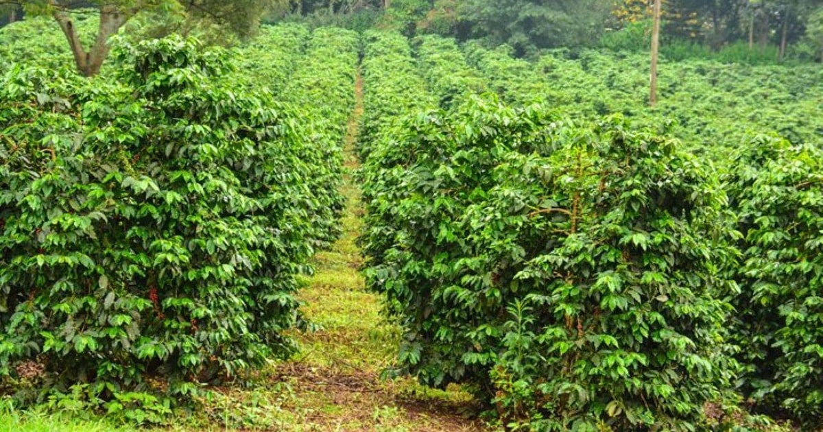 Day Tour to Kiambethu Tea Farm in Limuru | GetYourGuide