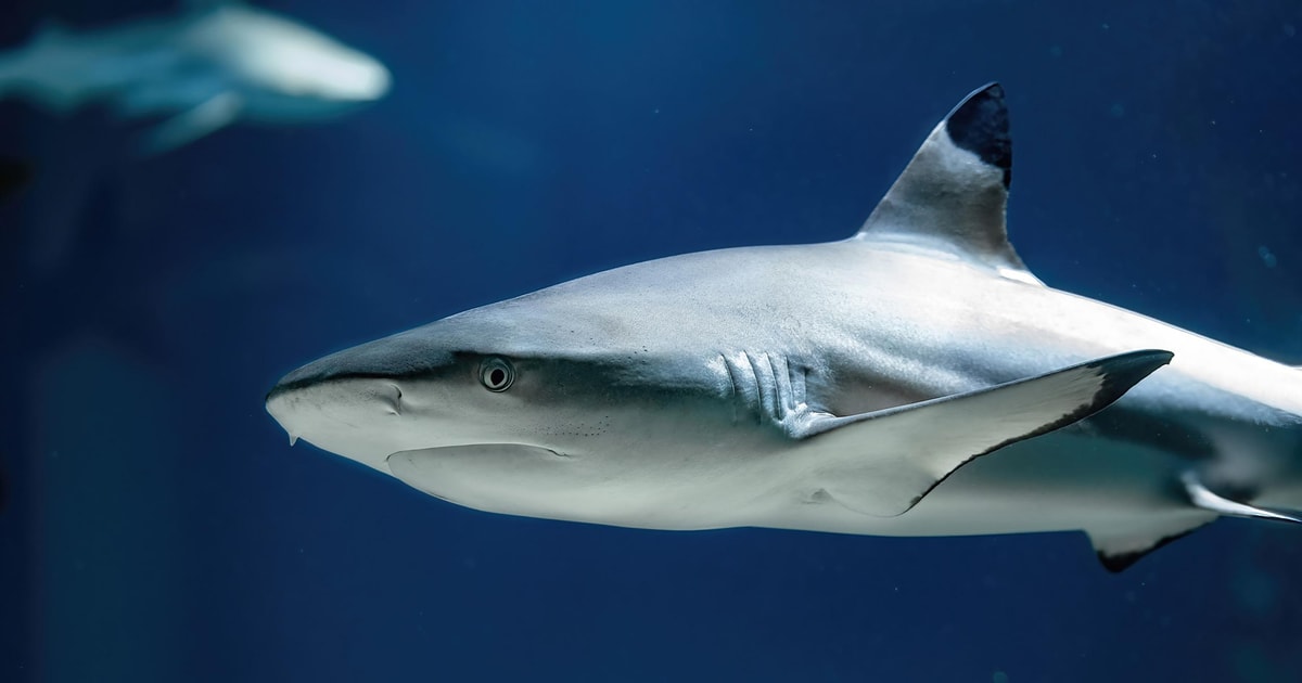 Vienna: Haus des Meeres Entry Ticket | GetYourGuide