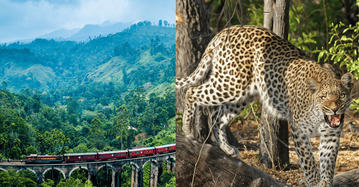 All Inclusive Ella Scenic Train Journey with Yala Safari | GetYourGuide