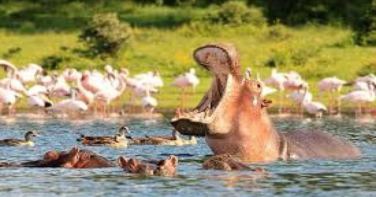 Nairobi: Nakuru National Park & Lake Naivasha Day Tour | GetYourGuide