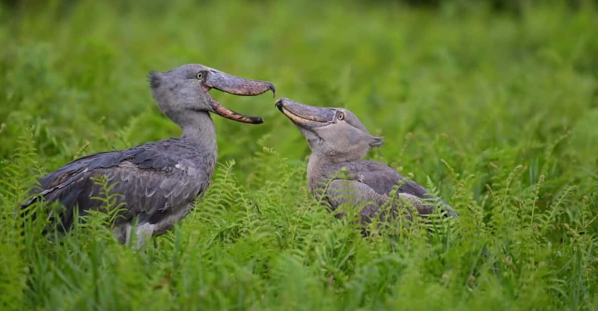 Entebbe: Mabamba Swamp Shoebill Tracking Boat Tour | GetYourGuide